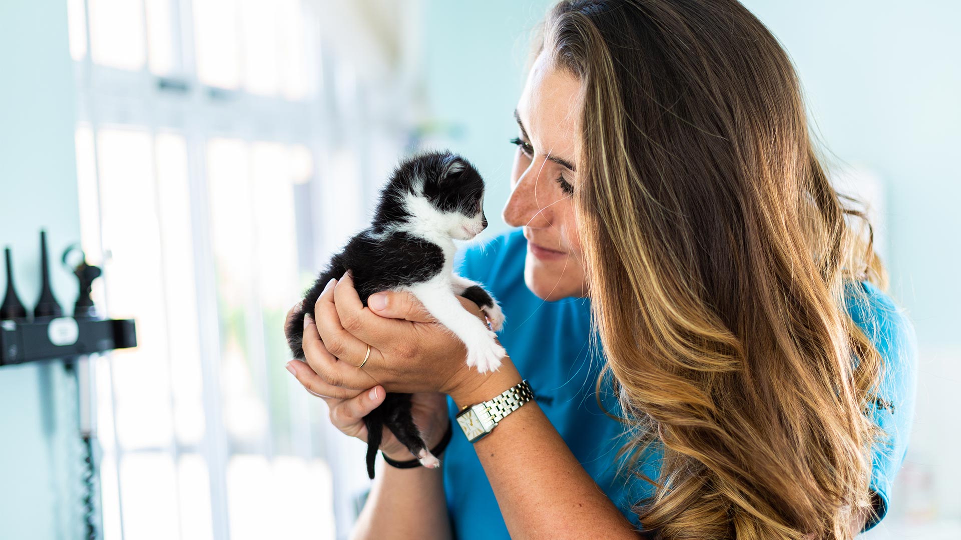 Twickenham Vets Local Vets In Middlesex Twickenham Vets Twickenham Vets Local Vets In Middlesex Twickenham Vets