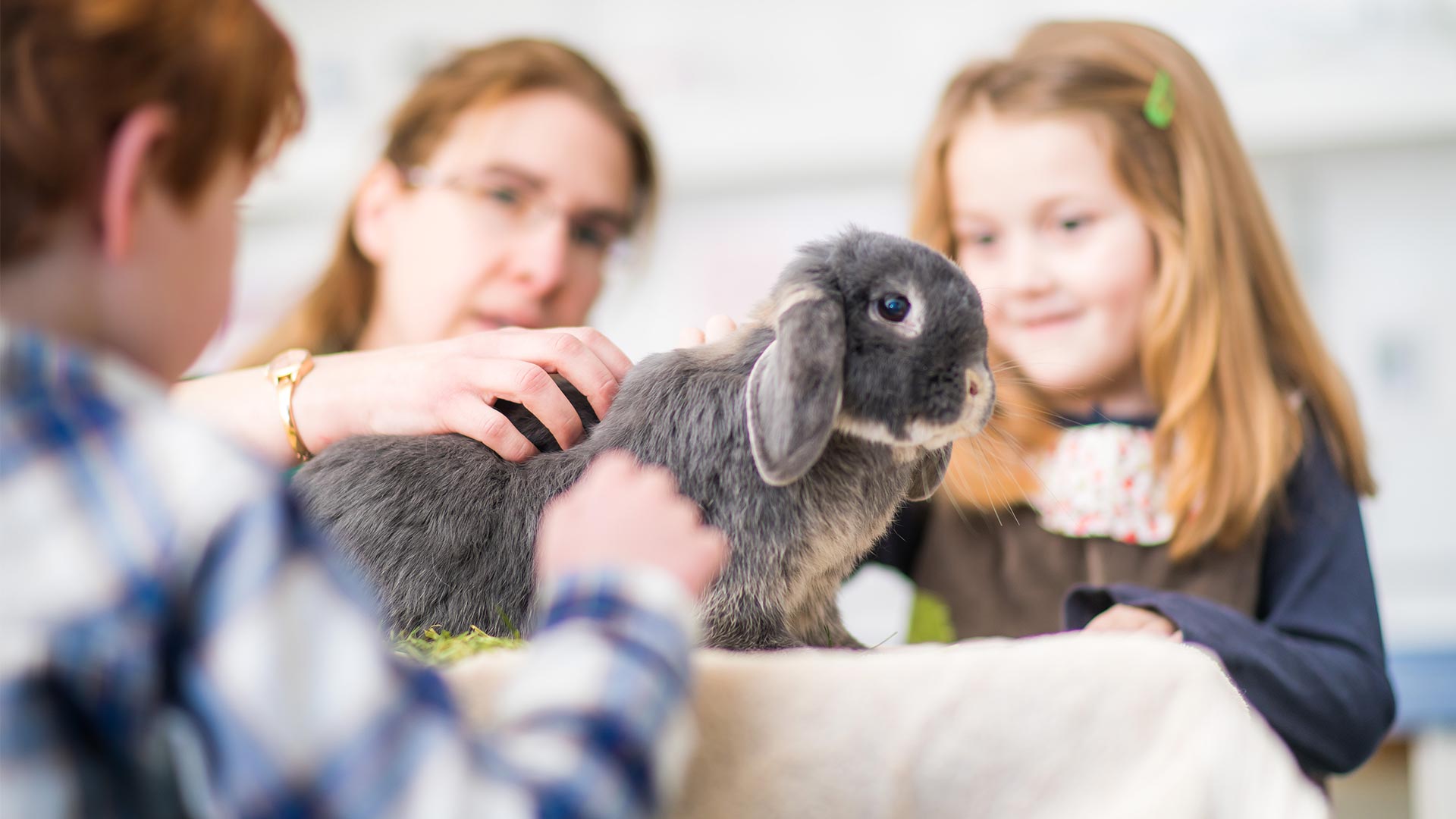 meet-the-team-twickenham-vets-in-middlesex-twickenham-vets