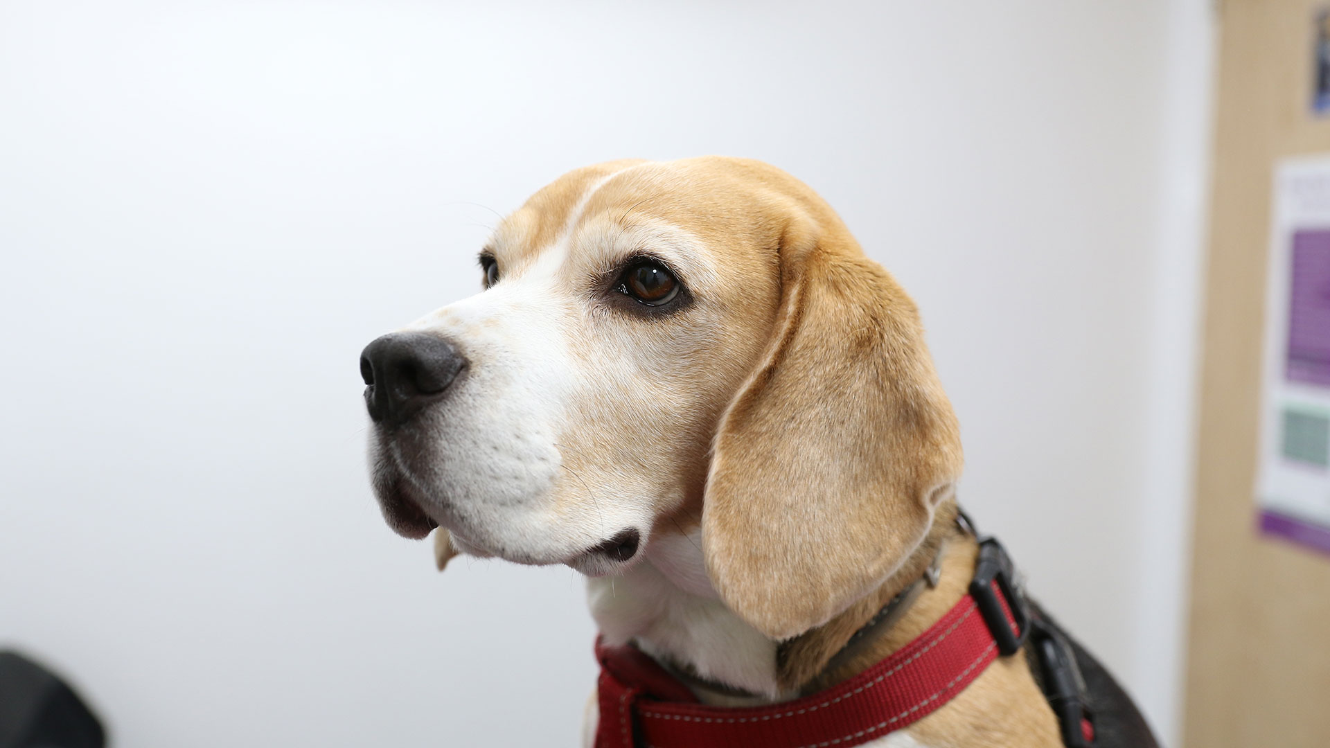 about-us-twickenham-vets-in-middlesex-twickenham-vets