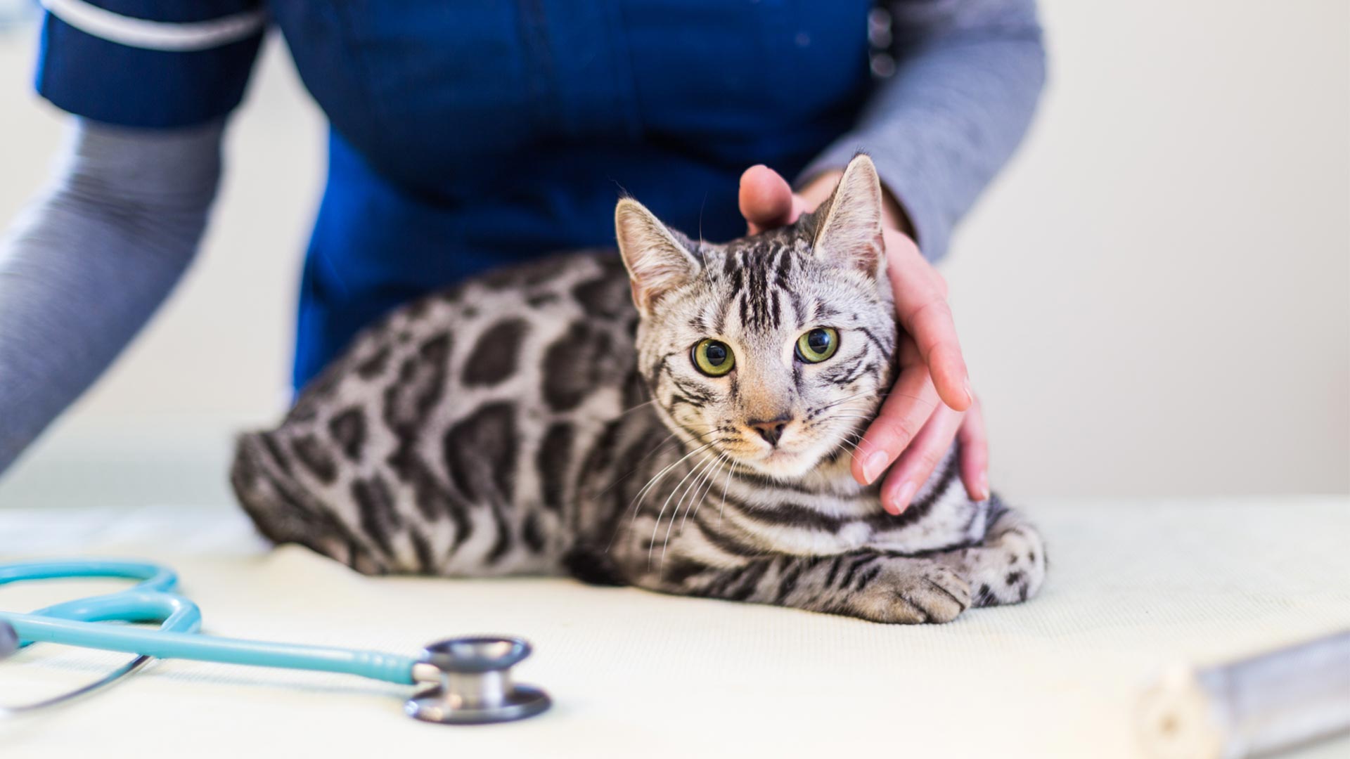 Pet Advice | Twickenham Vets in Middlesex - Twickenham Vets