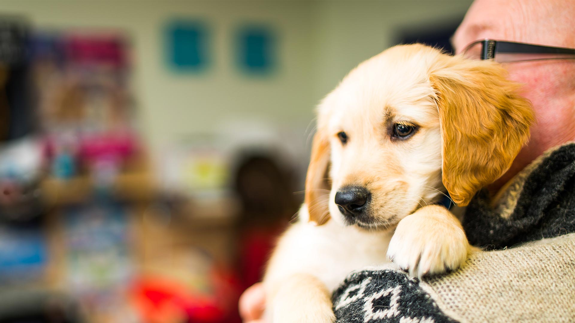 register-your-pet-twickenham-vets-in-middlesex-twickenham-vets