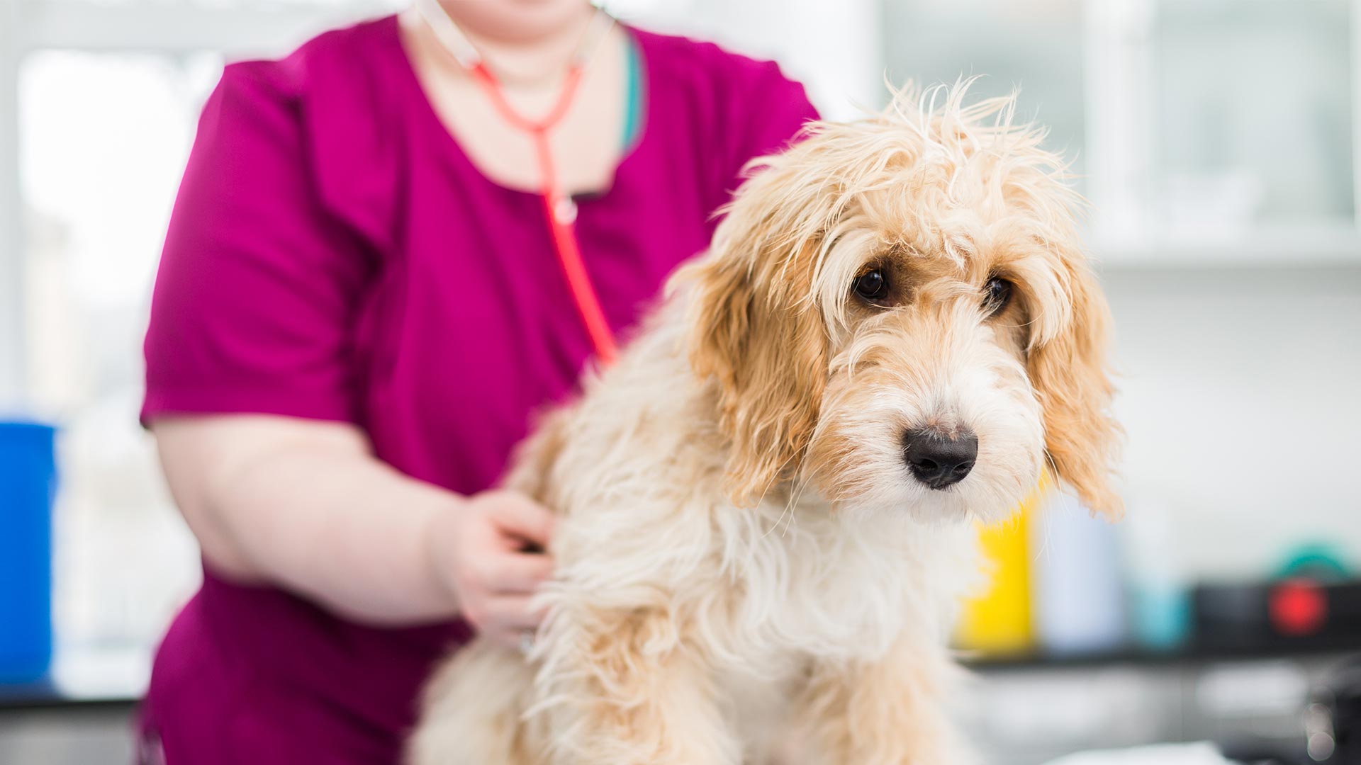 Veterinary Services Twickenham Vets In Middlesex Twickenham Vets Veterinary Services Twickenham Vets In Middlesex Twickenham Vets