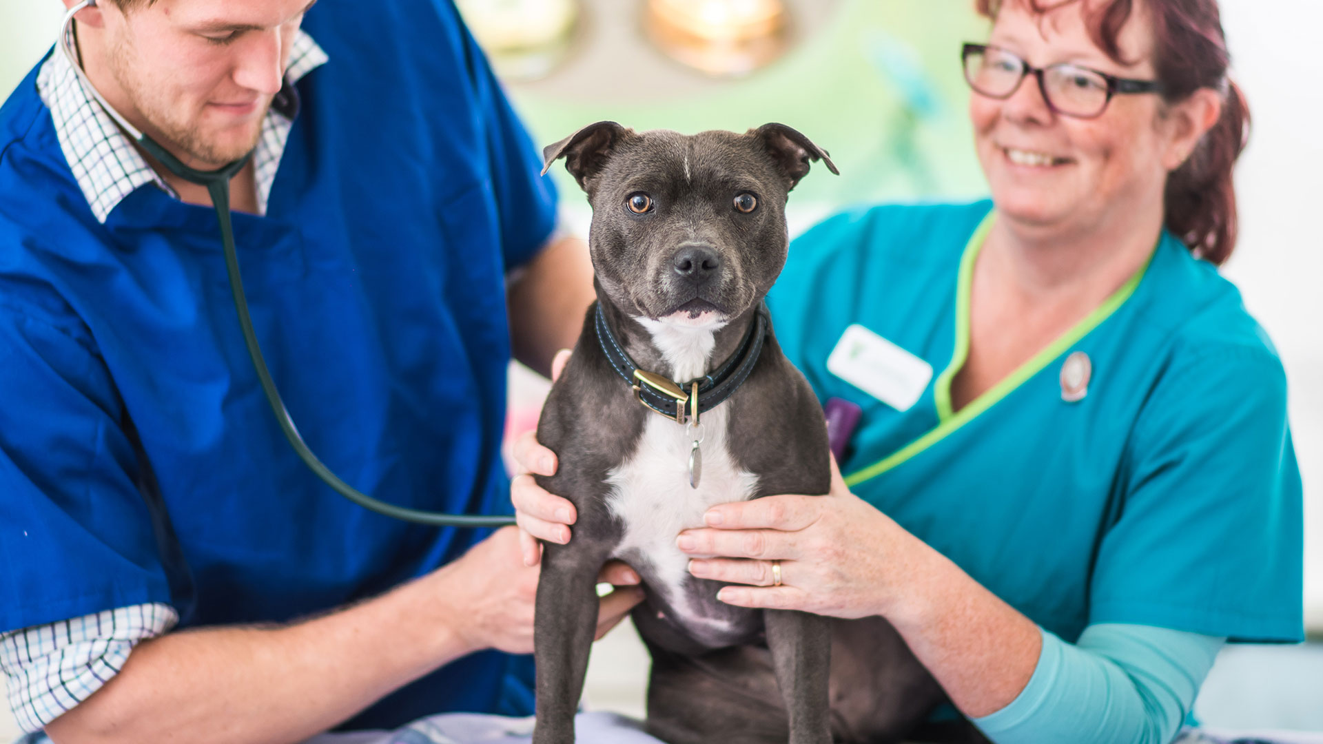 Dog Advice From Local Vets in Southampton - Unicorn Vets