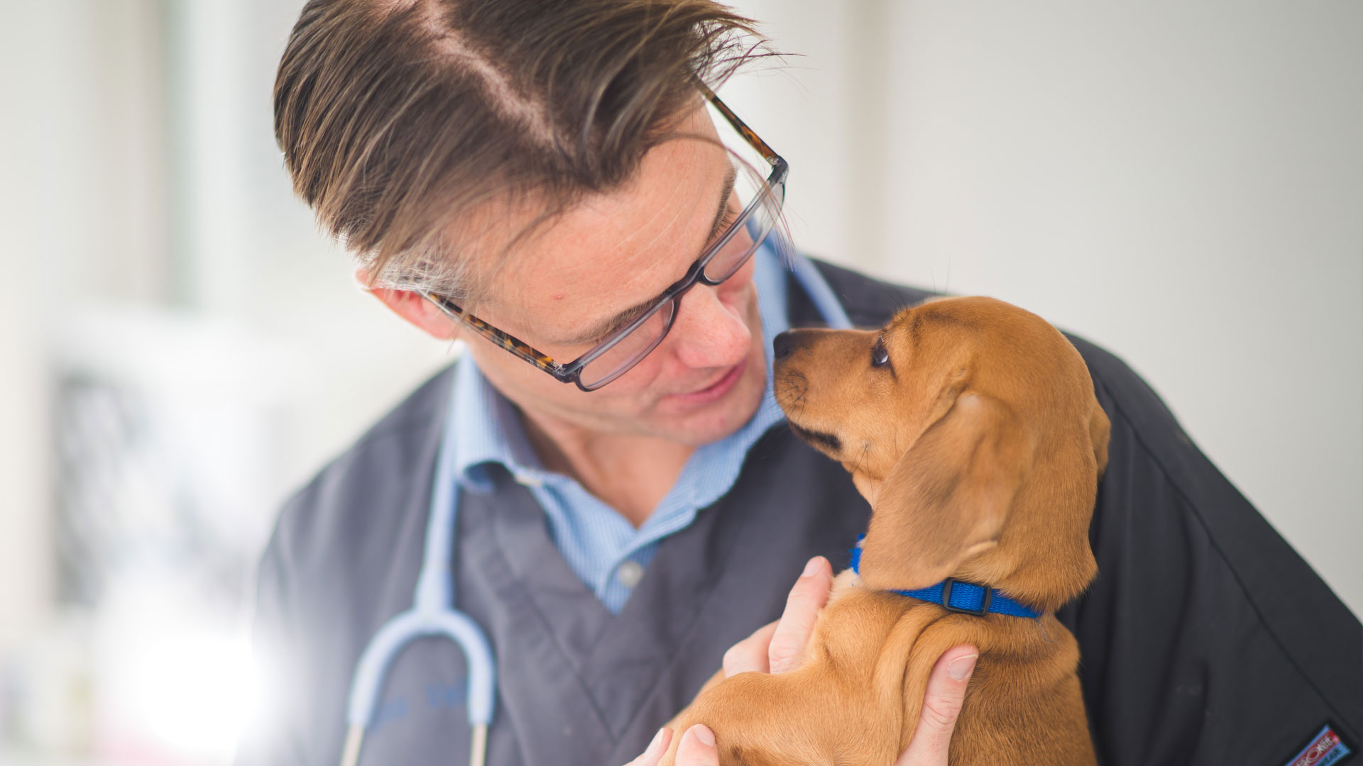 Local Vet Surgery in Southampton | Vets in Southampton - Unicorn Vets