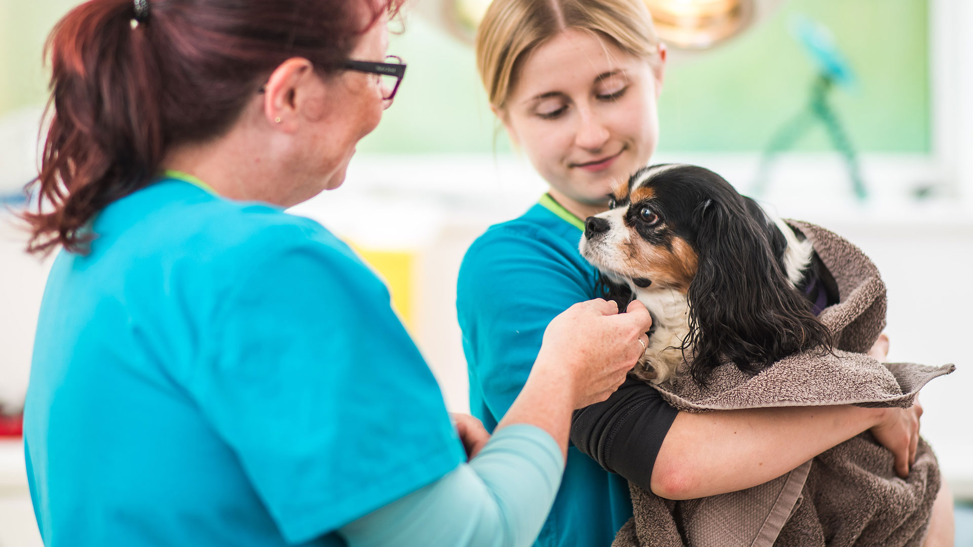 Meet The Unicorn Vets Team | Local Vets in Southampton - Unicorn Vets