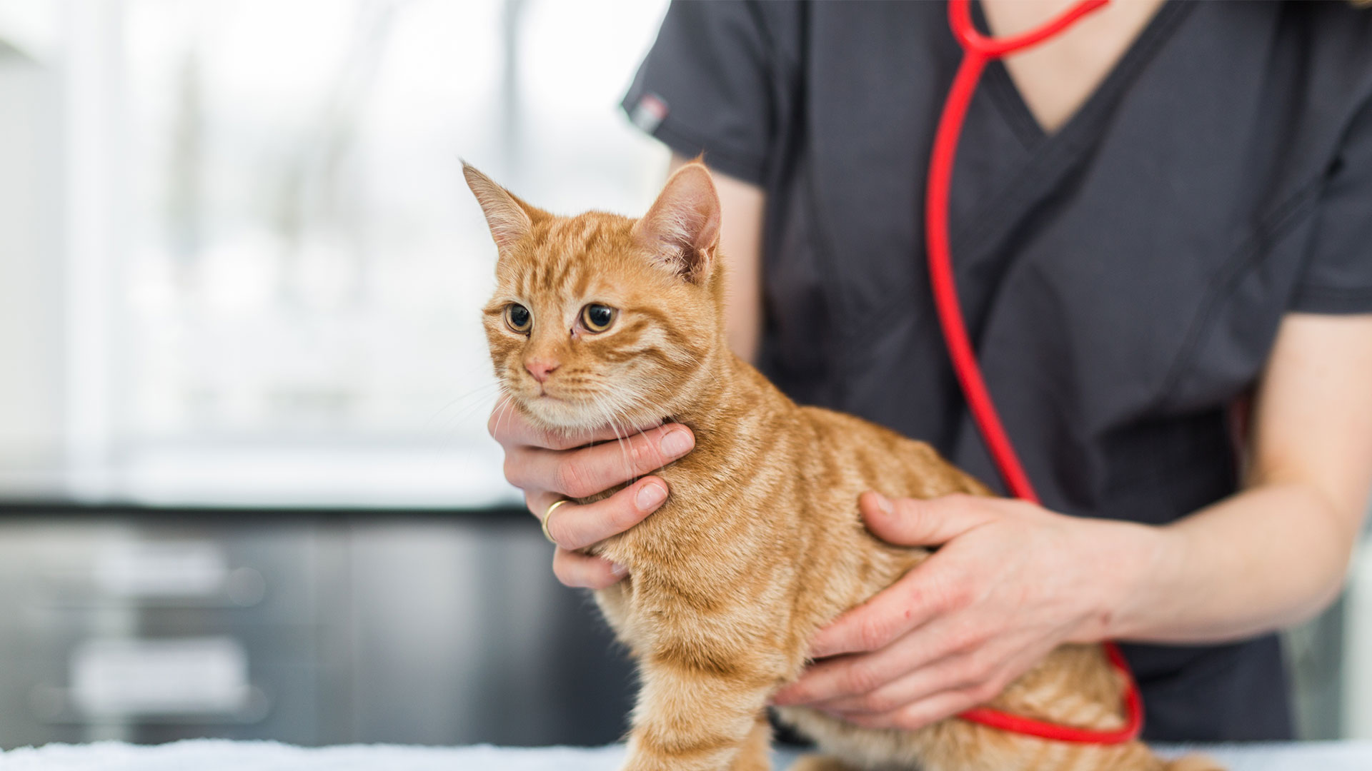 Usk Vets Blog | Vets in Monmouthshire, Usk, Caerleon, and Pontypool ...