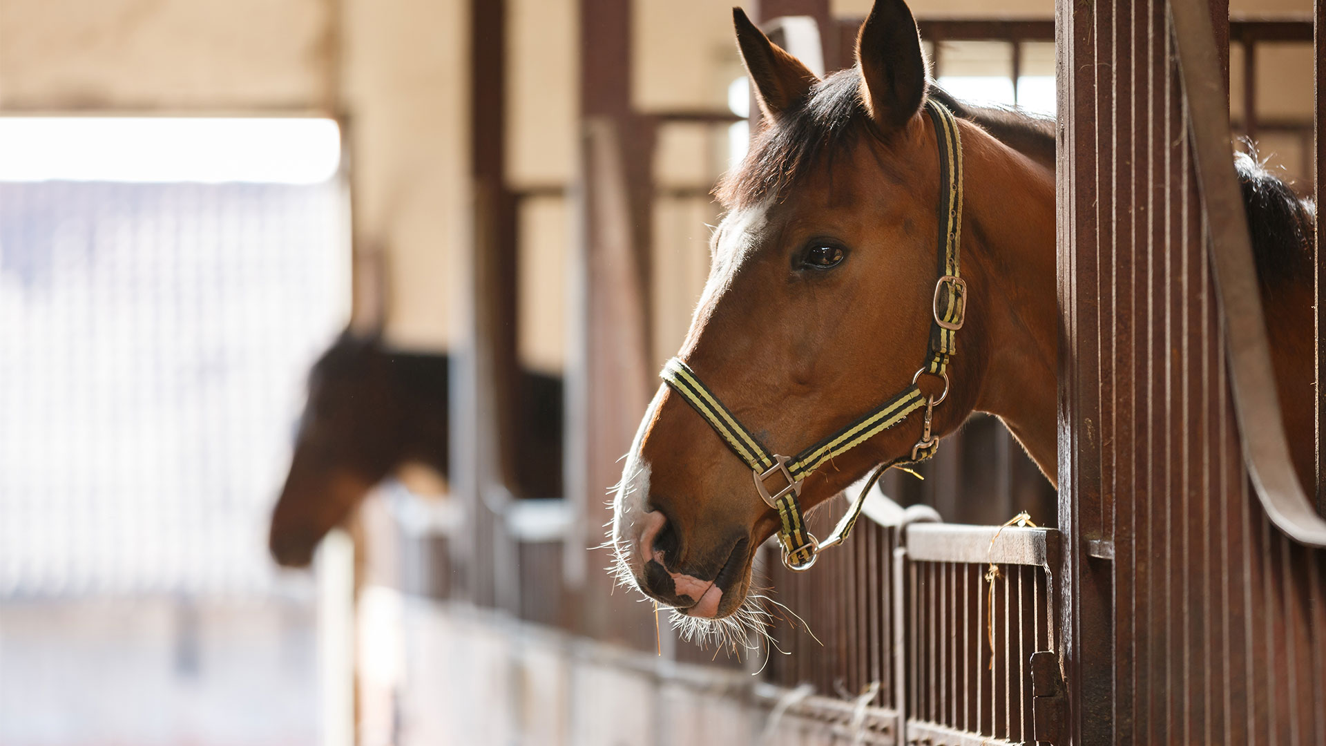 Equine Services on Usk Vets | Vets in Monmouthshire, Usk, Caerleon, and ...