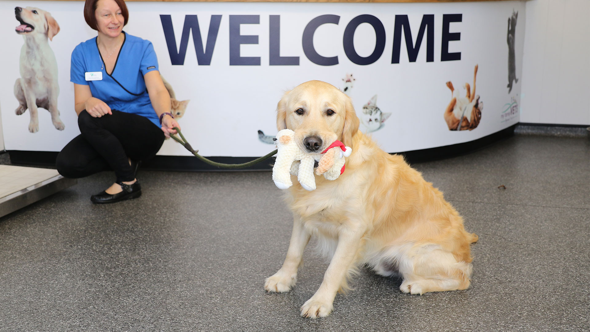 Free Nurse Clinics with Usk Vets | Vets in Monmouthshire, Usk, Caerleon ...