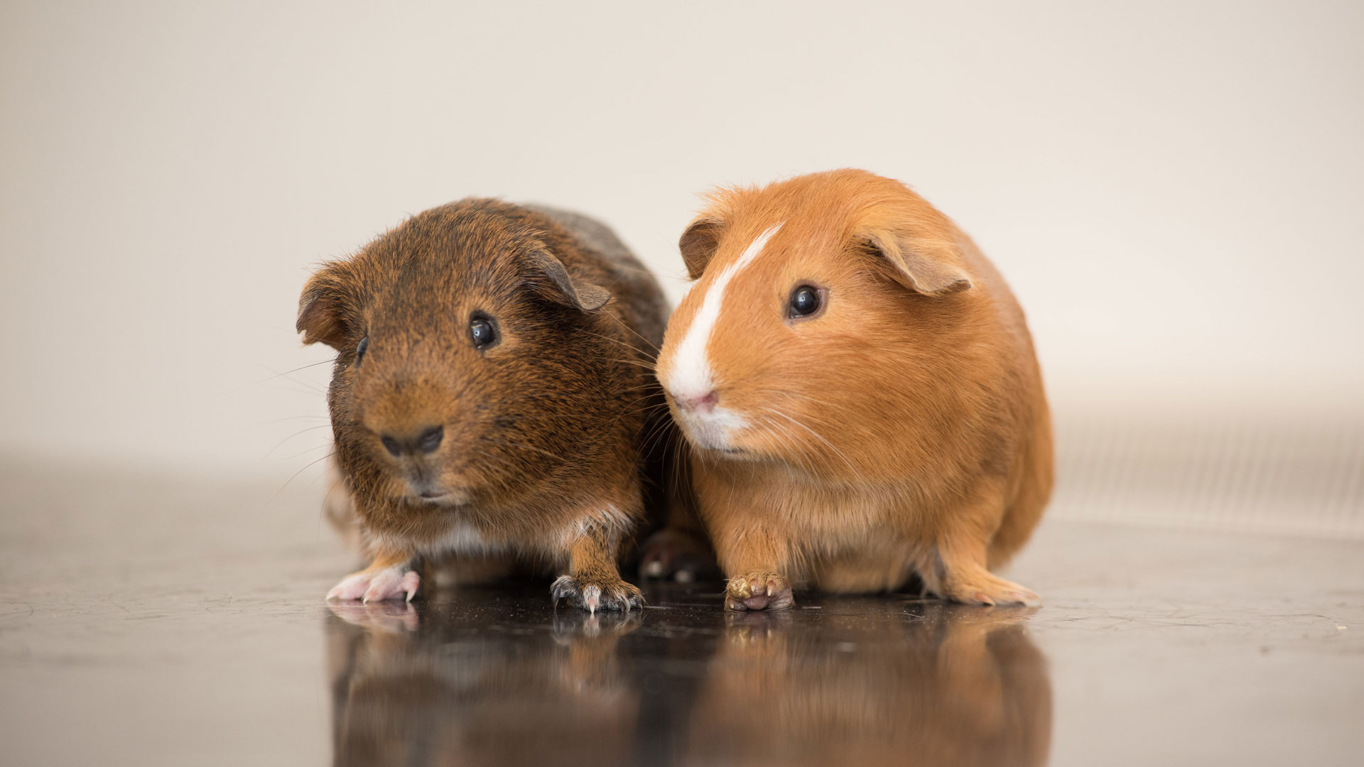 Pet Surgery services with Usk Vets | Vets in Monmouthshire, Usk ...