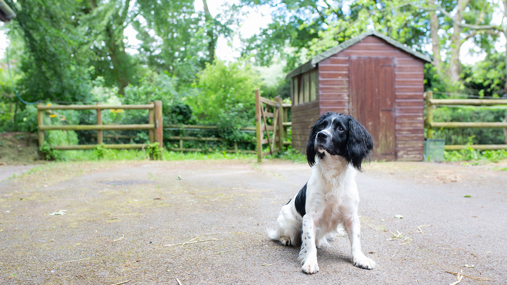 Welcome to Usk Vets | Vets in Monmouthshire, Usk, Caerleon, and ...