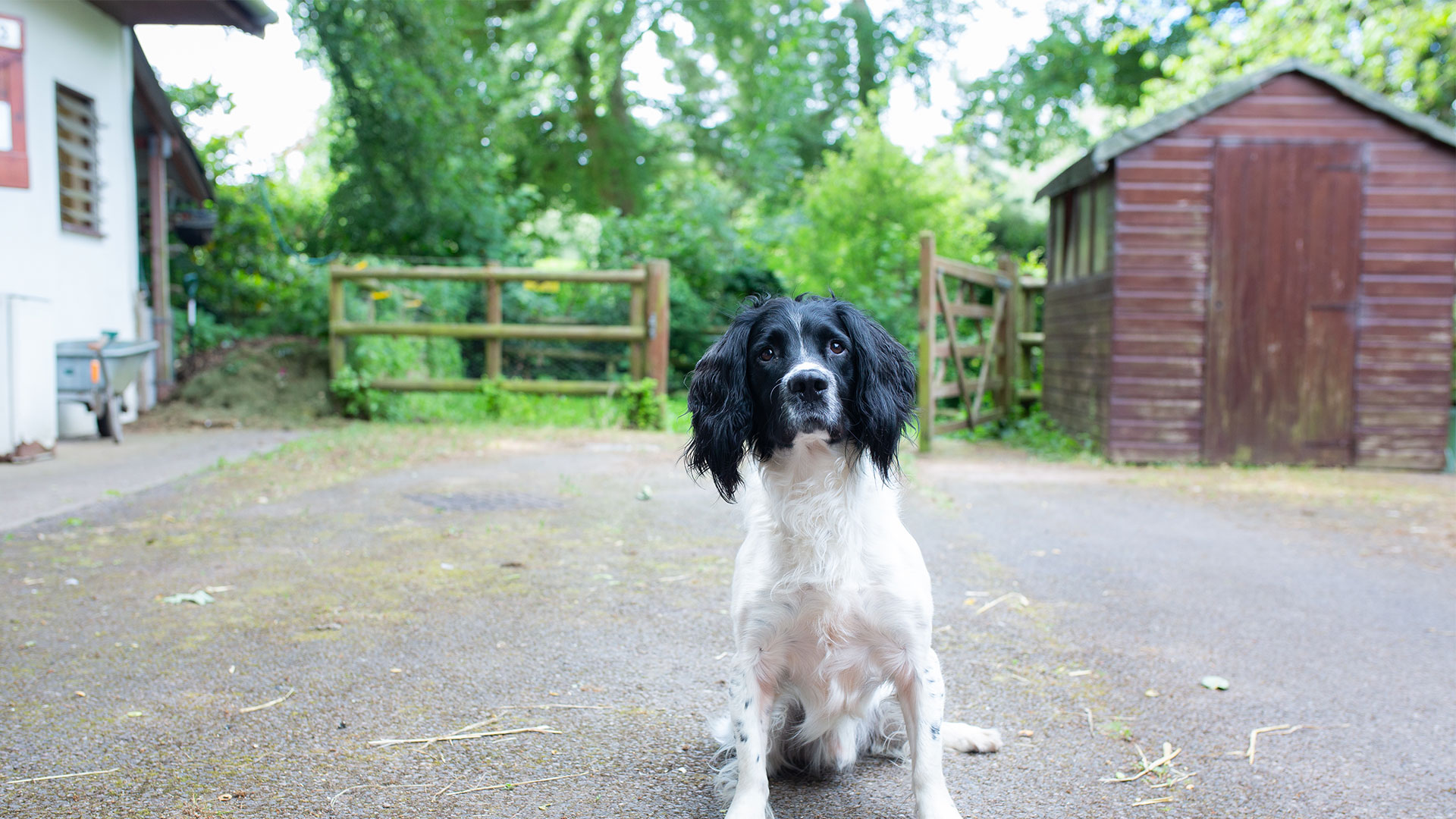 Our Vet Surgery Branches | Vets in Monmouthshire, Usk, Caerleon ...