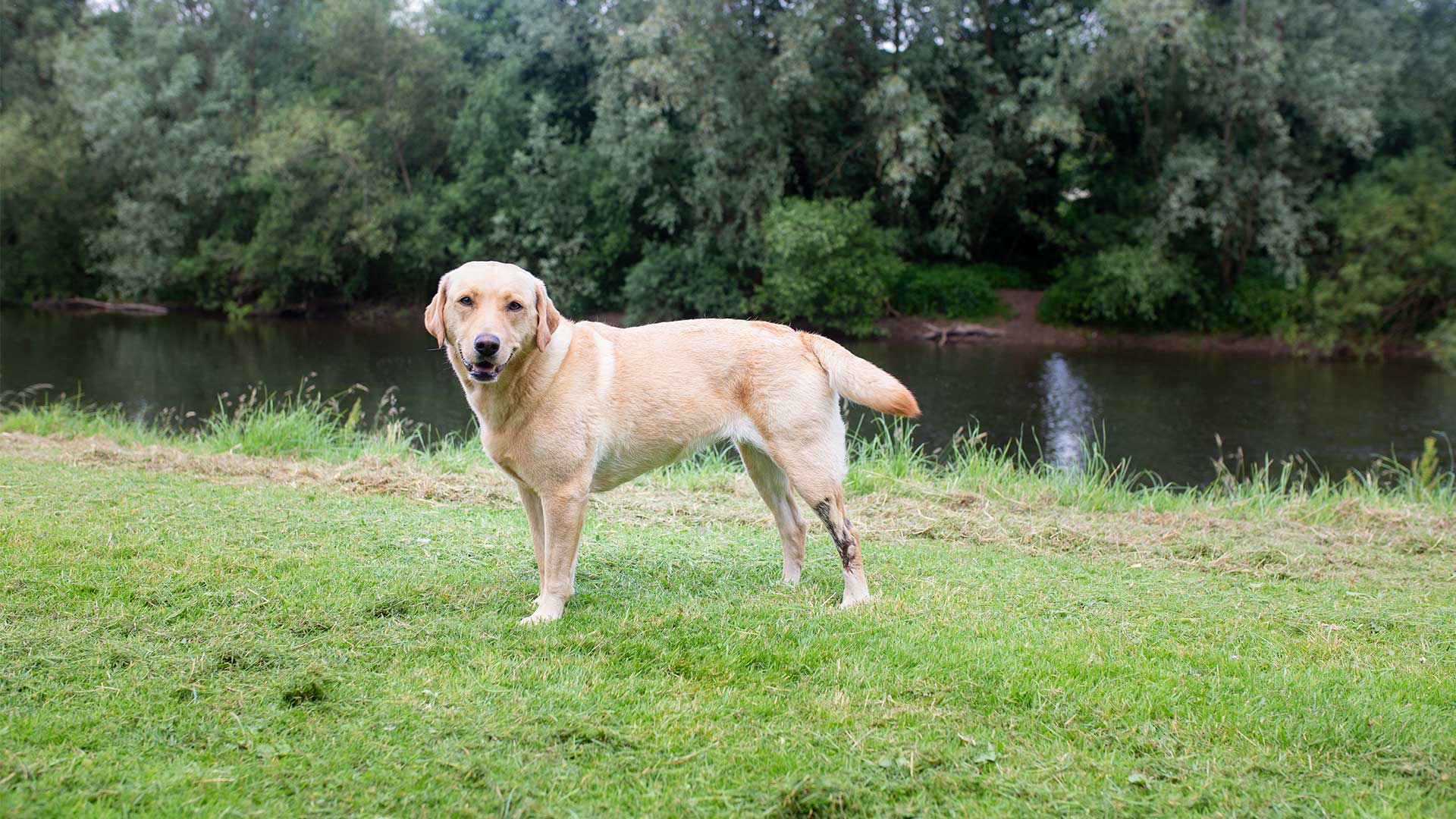 Helpful information about Usk Vets | Vets in Monmouthshire, Usk ...