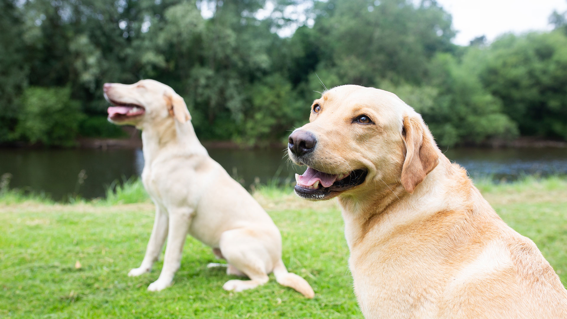 Contact Usk Vets | Vets in Monmouthshire, Usk, Caerleon, and Pontypool ...