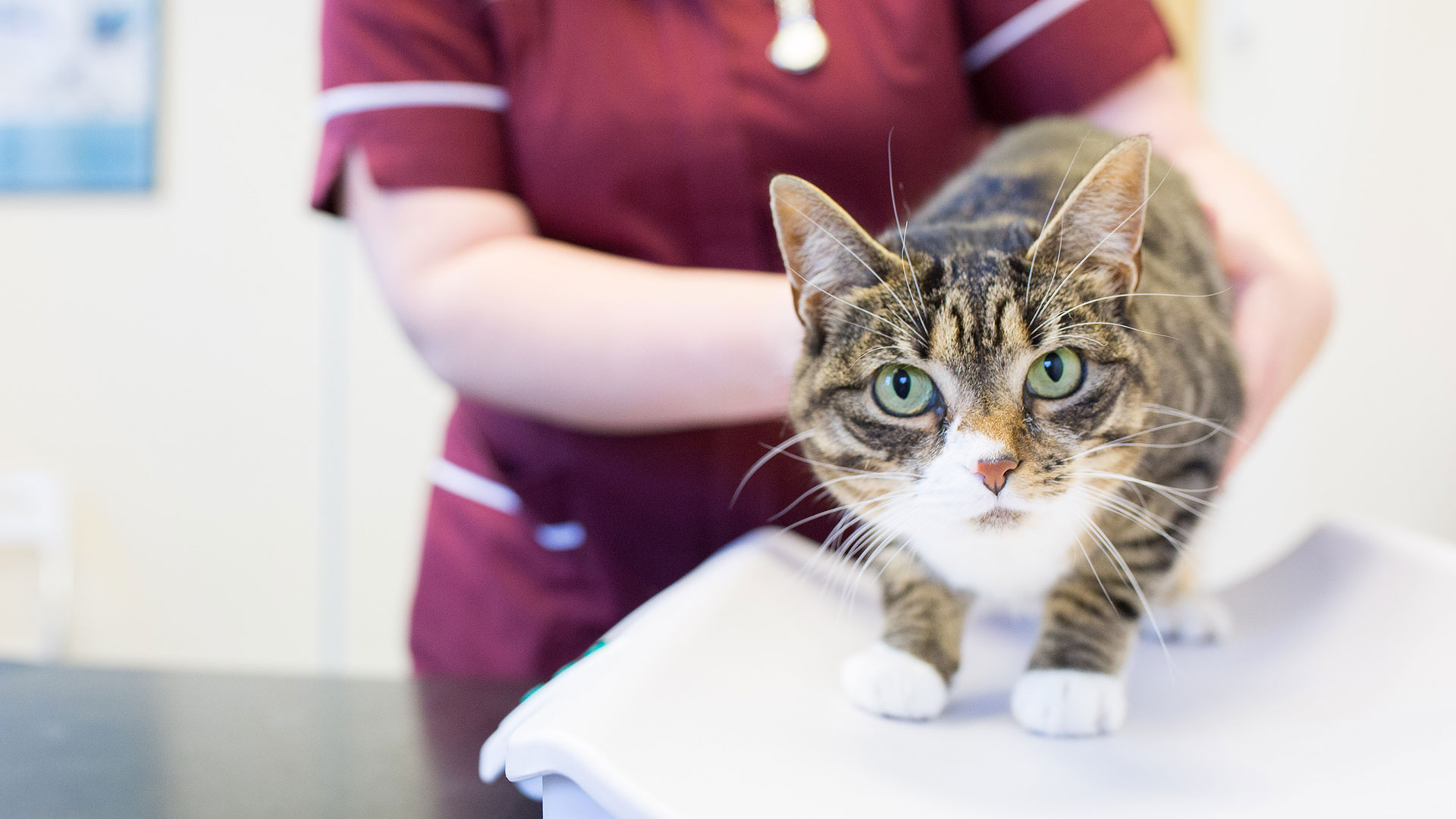 About Usk Vets | Vets in Monmouthshire, Usk, Caerleon, and Pontypool ...