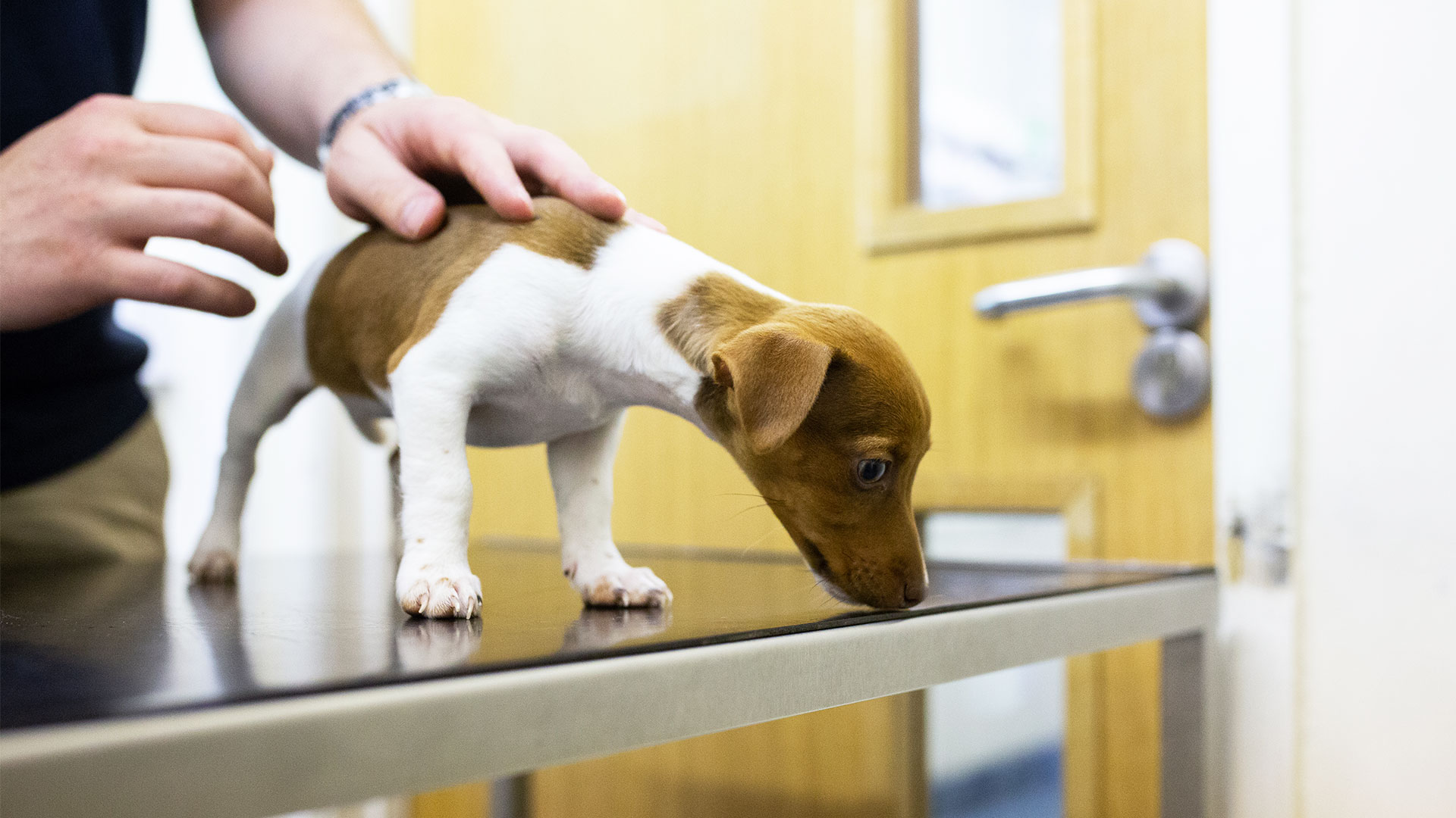 Small Animal Services on Usk Vets | Vets in Monmouthshire, Usk ...