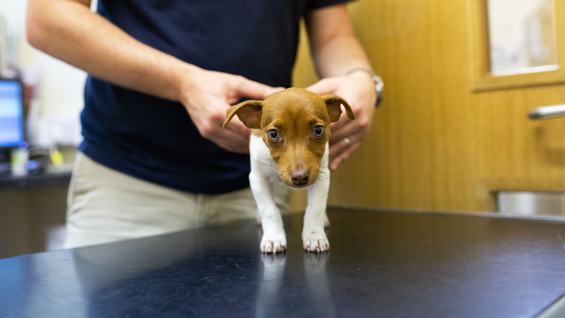 Pet Microchipping Services on Usk Vets | Vets in Monmouthshire, Usk ...