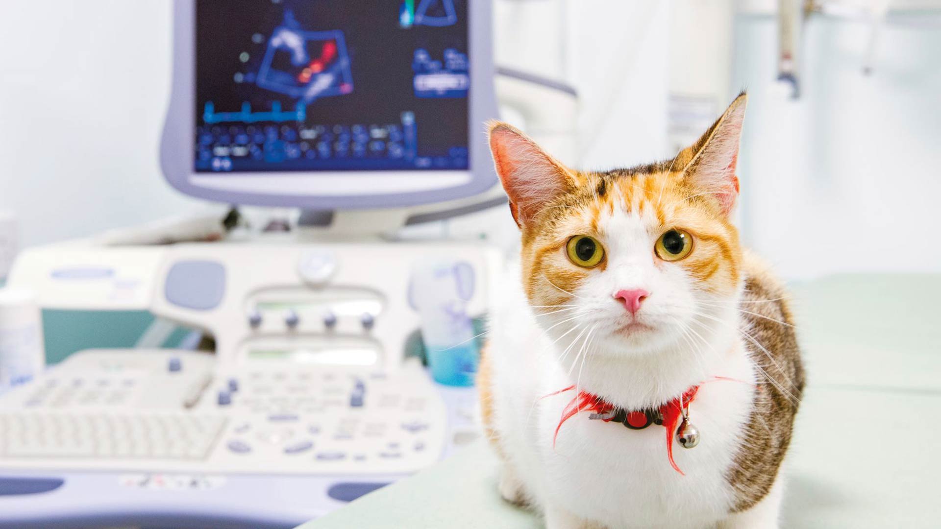 Offers | Local Vets in West Midlands - Lockwood Veterinary Group