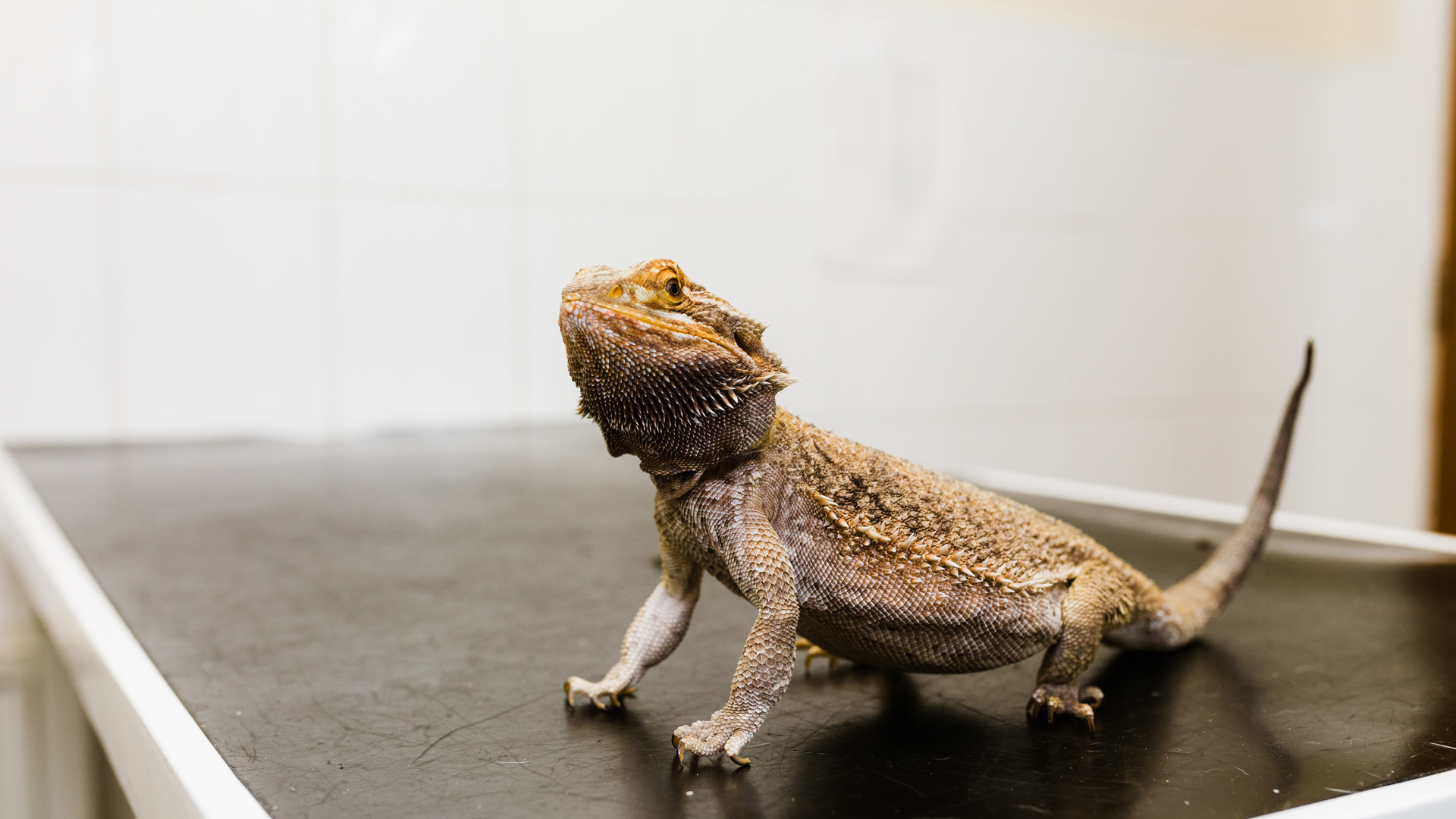 Services | Local Exotic Animal Vets in Chorlton - Vets 4 Exotics ...