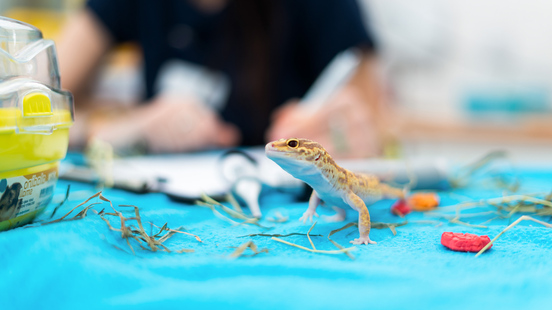 Referrals | Local Exotic Animal Vets in Chorlton - Vets 4 Exotics ...
