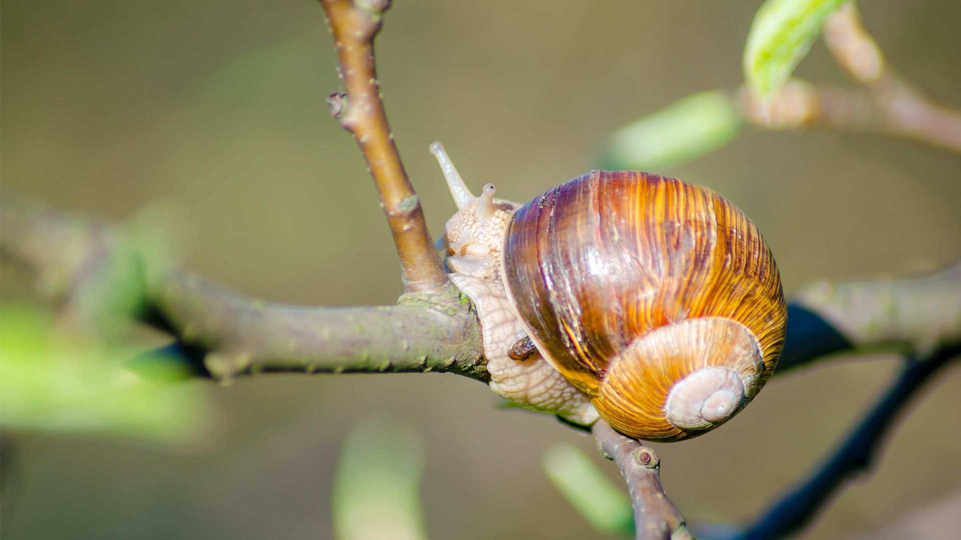 Invertebrates | Local Exotic Animal Vets in Chorlton - Vets 4 Exotics ...