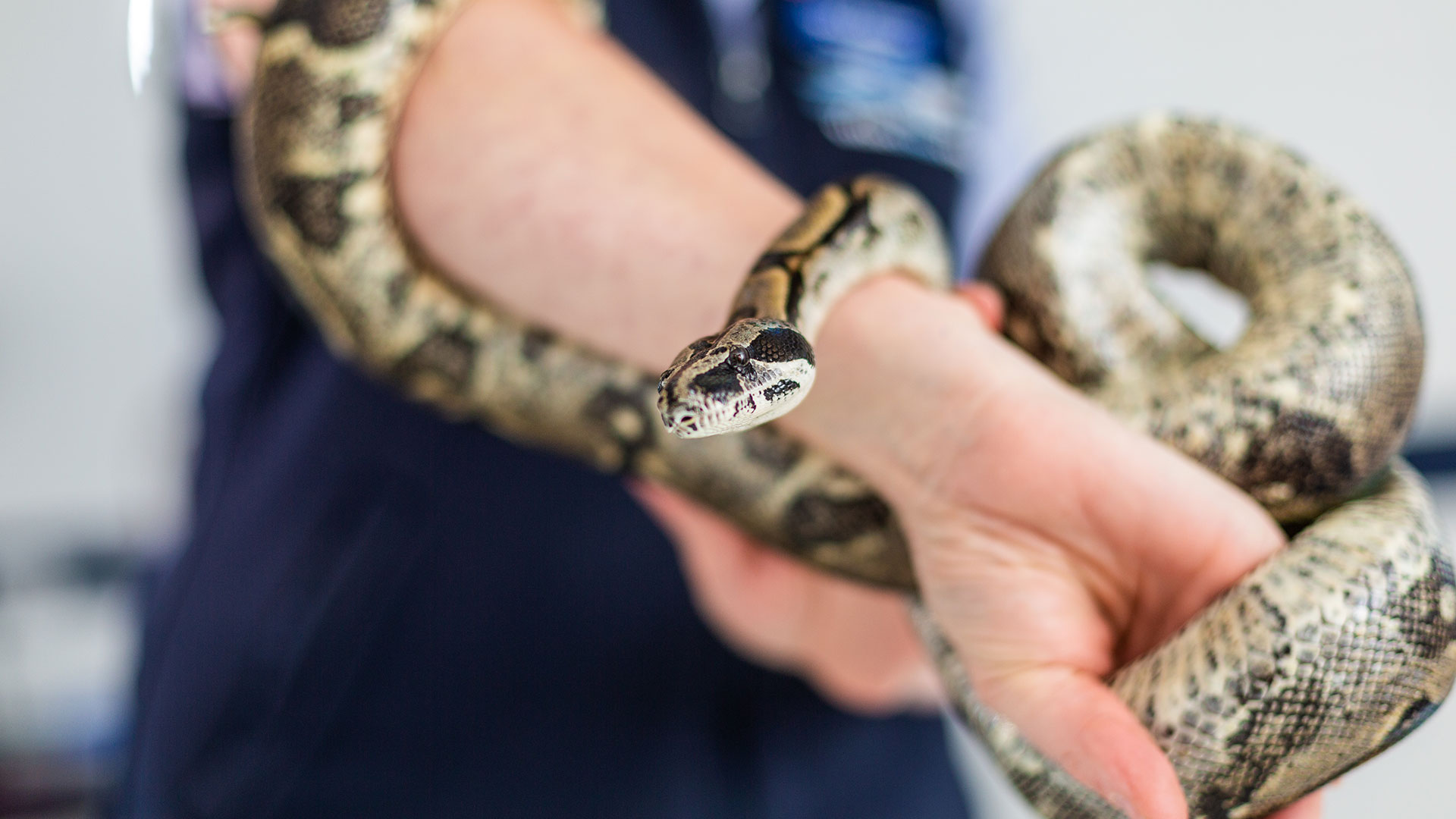 Veterinary Services | Local Vets in Ross-on-Wye - Vine Tree Vets