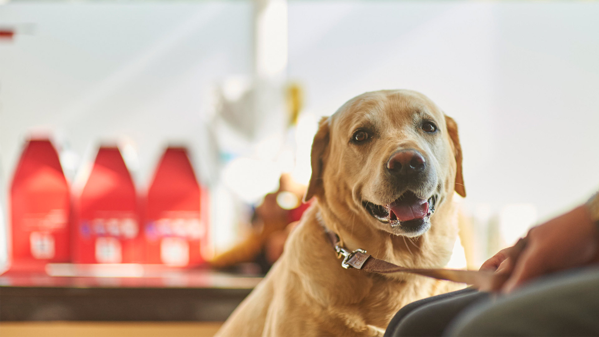 Contact Local Vets in Surrey | Virginia Water Vets - Virginia Water Vets