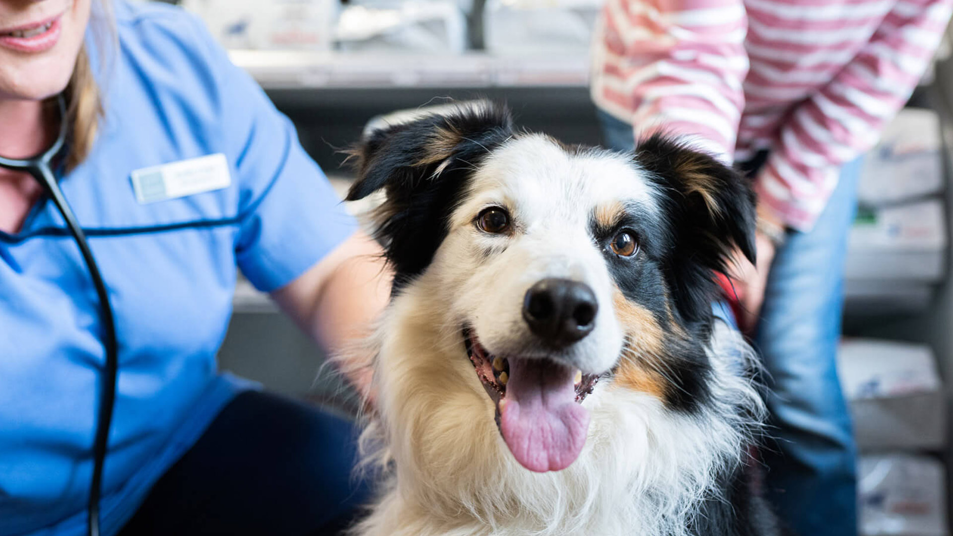 Walton Lodge Veterinary Group | Stevenage - Walton Lodge Veterinary Group