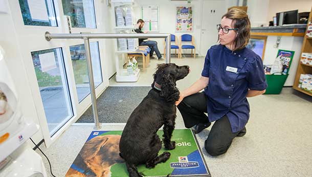 About Well House Vets | Your local Vet in East Sussex - Well House Vets
