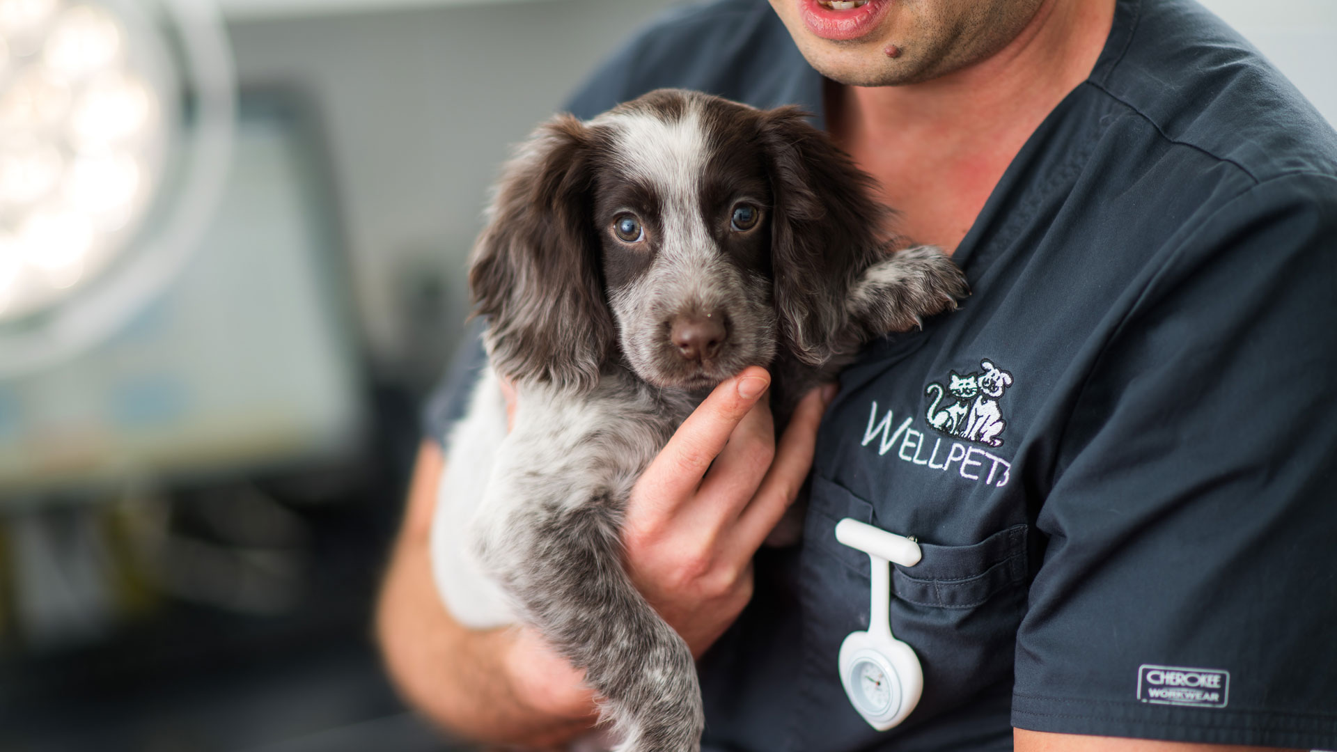 Kent Vets in Sittingbourne, Minster and Sheerness - Wellpets Kent