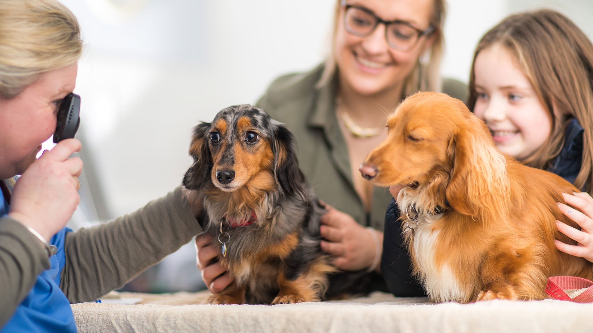 Contact Well Pets Veterinary Surgery in South Wales - Well Pets Vets