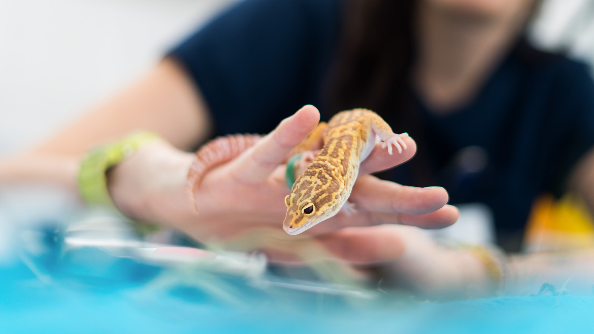 Exotic Pets Advice from Whitehouse Veterinary Clinic | Local vets in ...