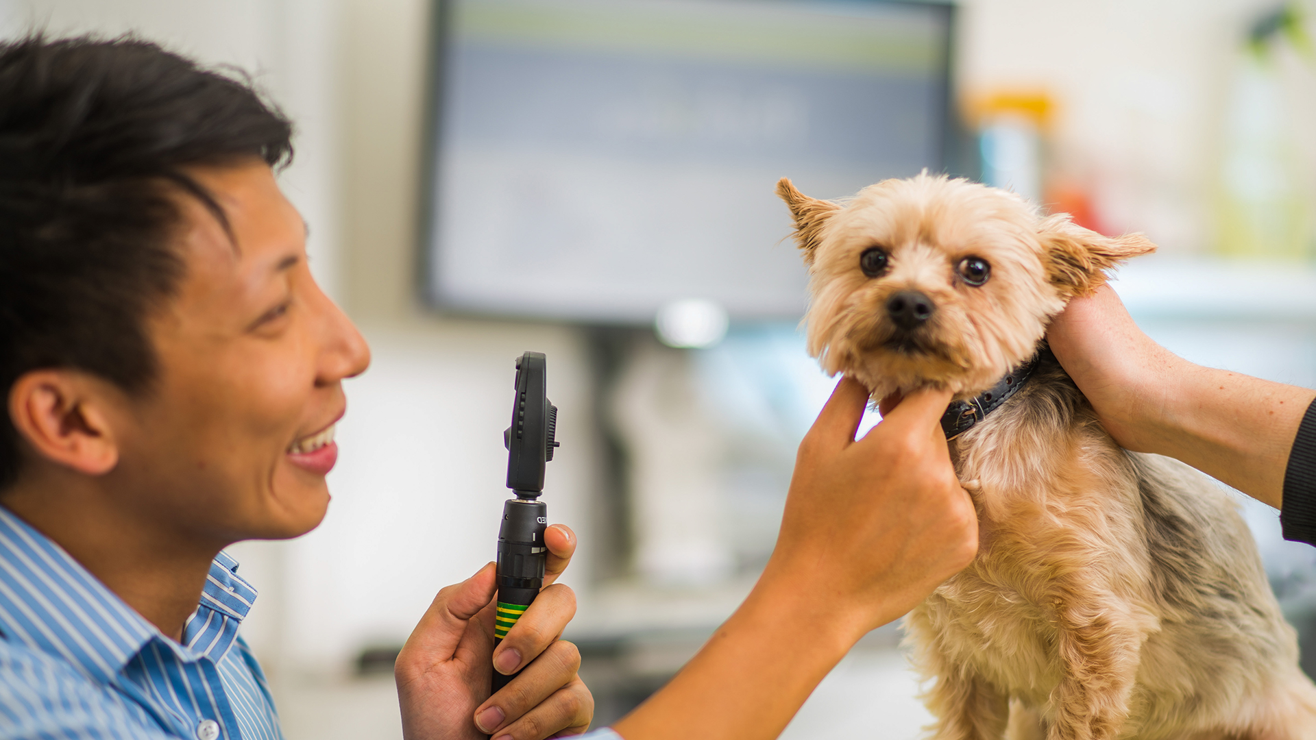 Offers | Local Vets in Londonderry - White House Vet Clinic