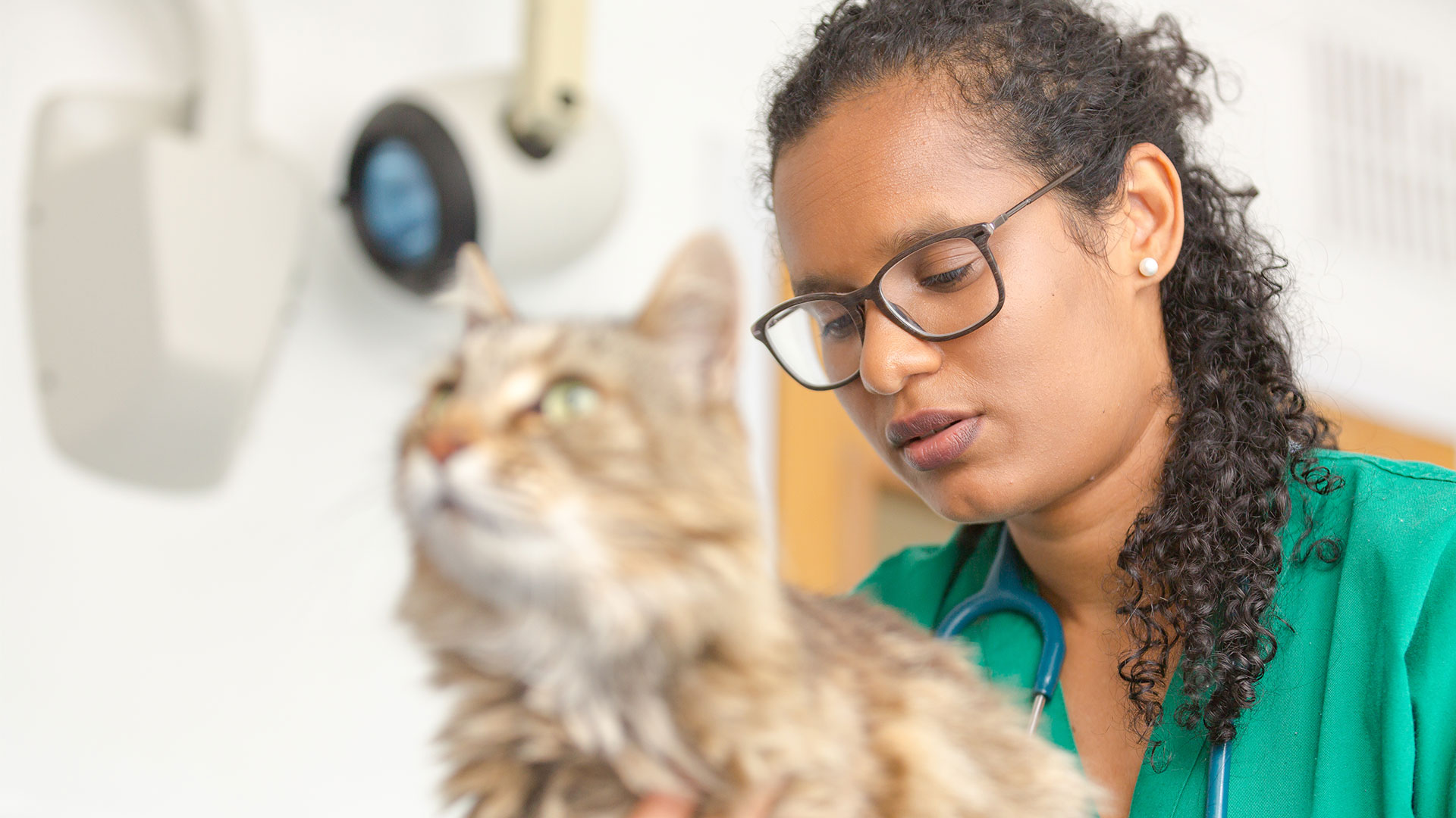 Vet Services from Your Local Vets in the Medway Towns, Kent - Wigmore Vets