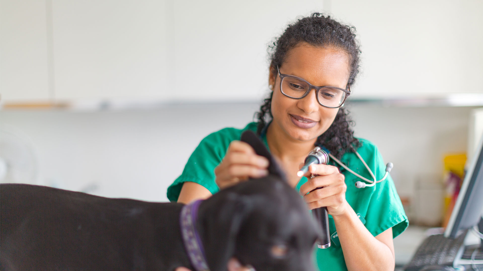 Out of Hours Vet | Local Vets in Gillingham, Kent - Wigmore Vets