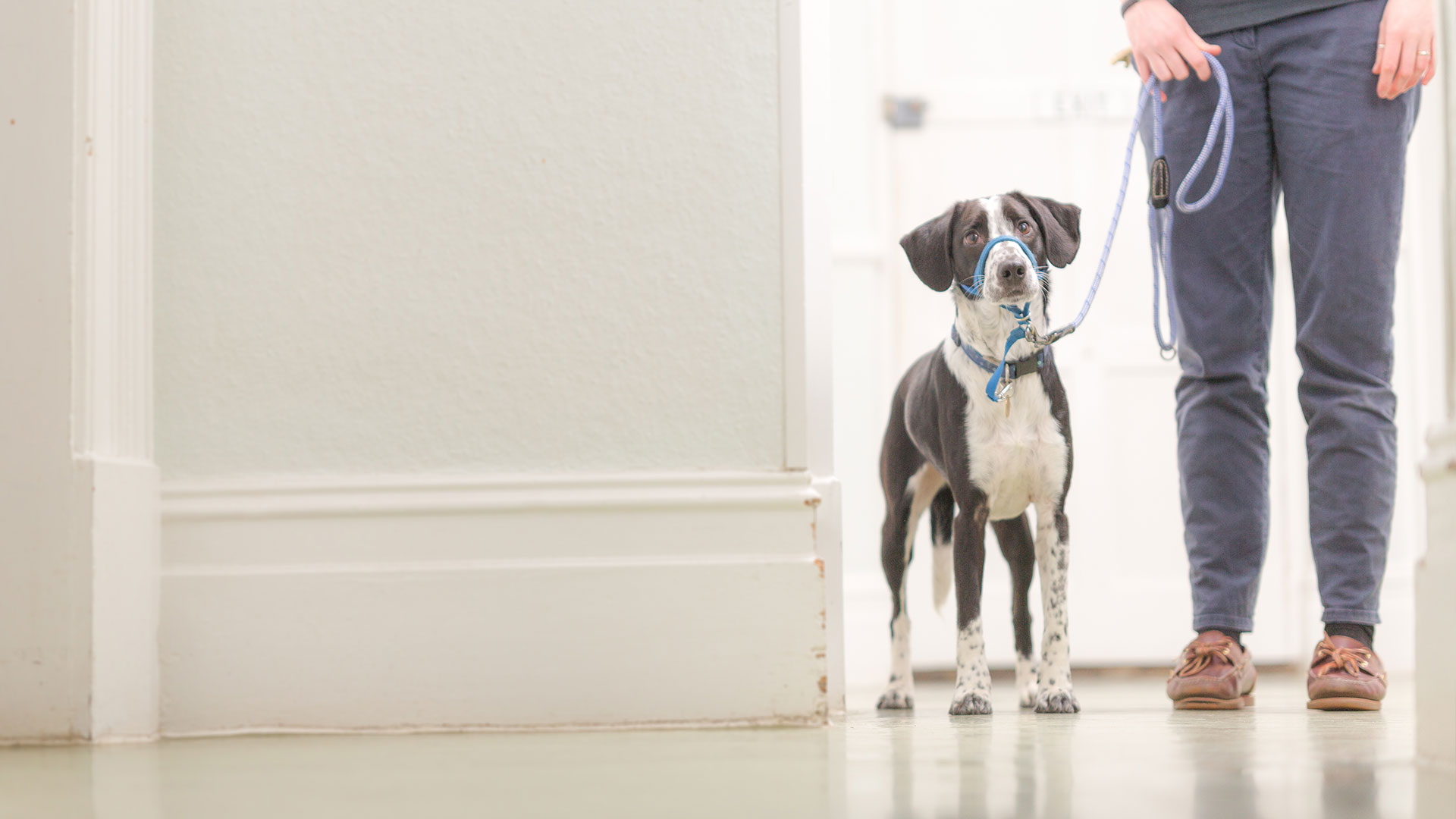 About us | Local Vets in Guisborough - Wilton House Vets