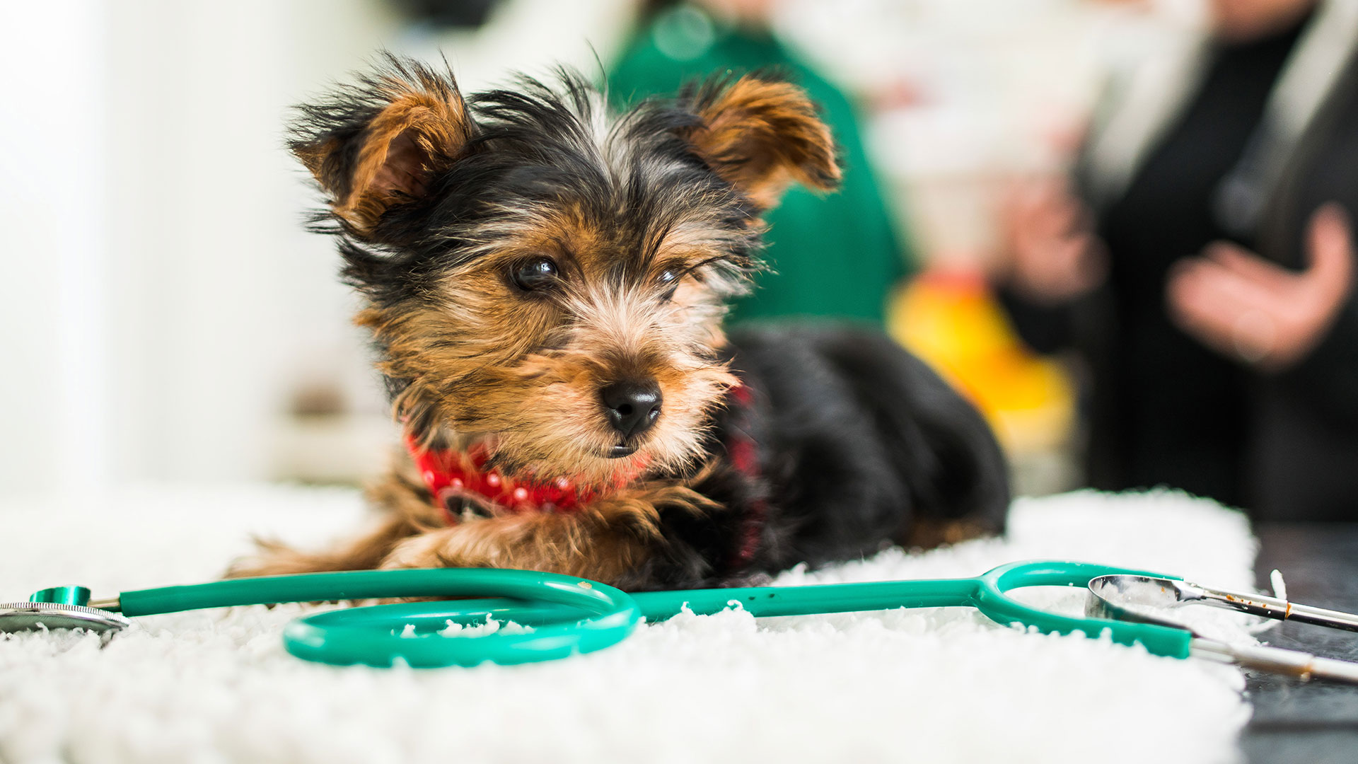 Contact us | Local Vets in Guisborough - Wilton House Vets