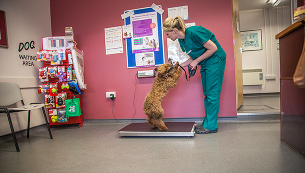 About us | Local Vets in Midhurst, Haslemere and Liphook - Woodland Vet ...