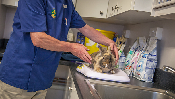 About us | Local Vets in Midhurst, Haslemere and Liphook - Woodland Vet ...