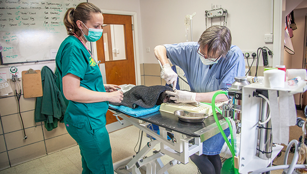 About us | Local Vets in Midhurst, Haslemere and Liphook - Woodland Vet ...