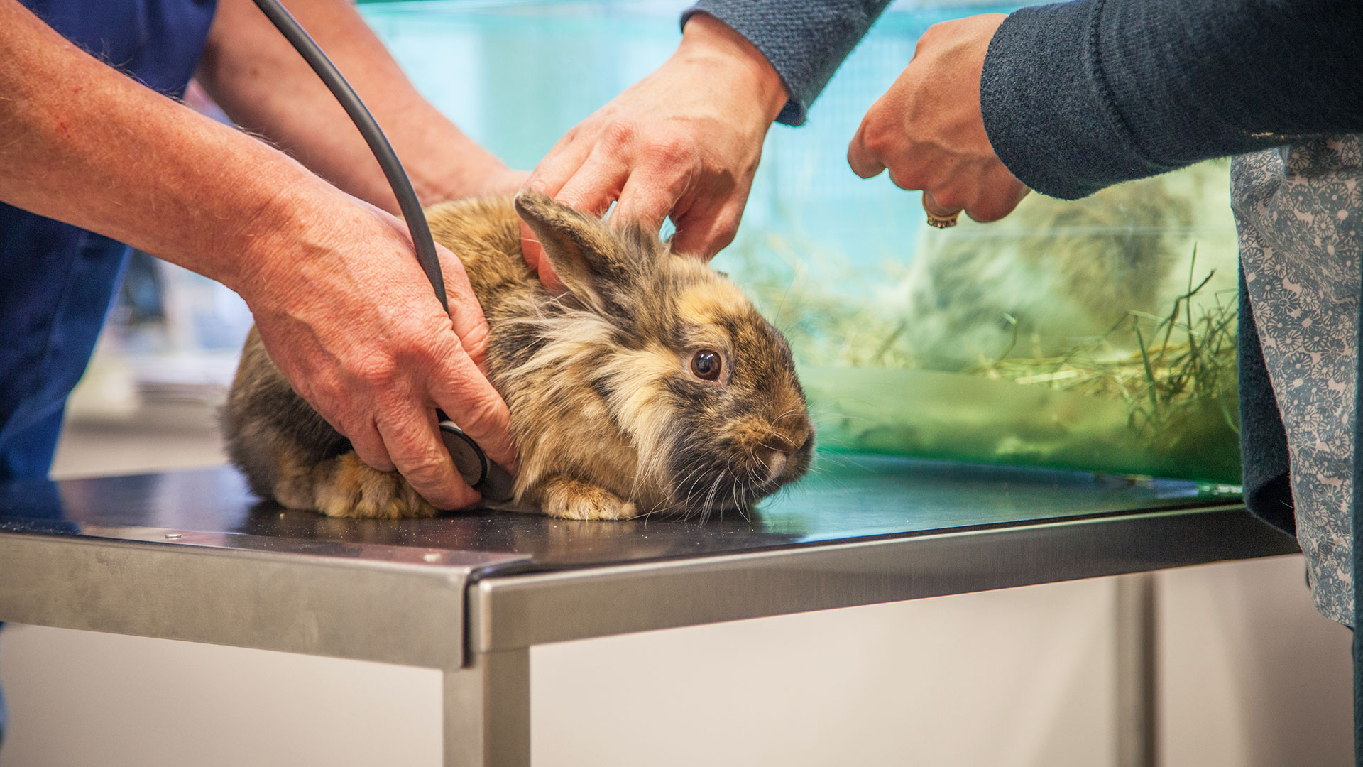 Species-Specific Information from Woodland Veterinary Centre | Your Pet ...