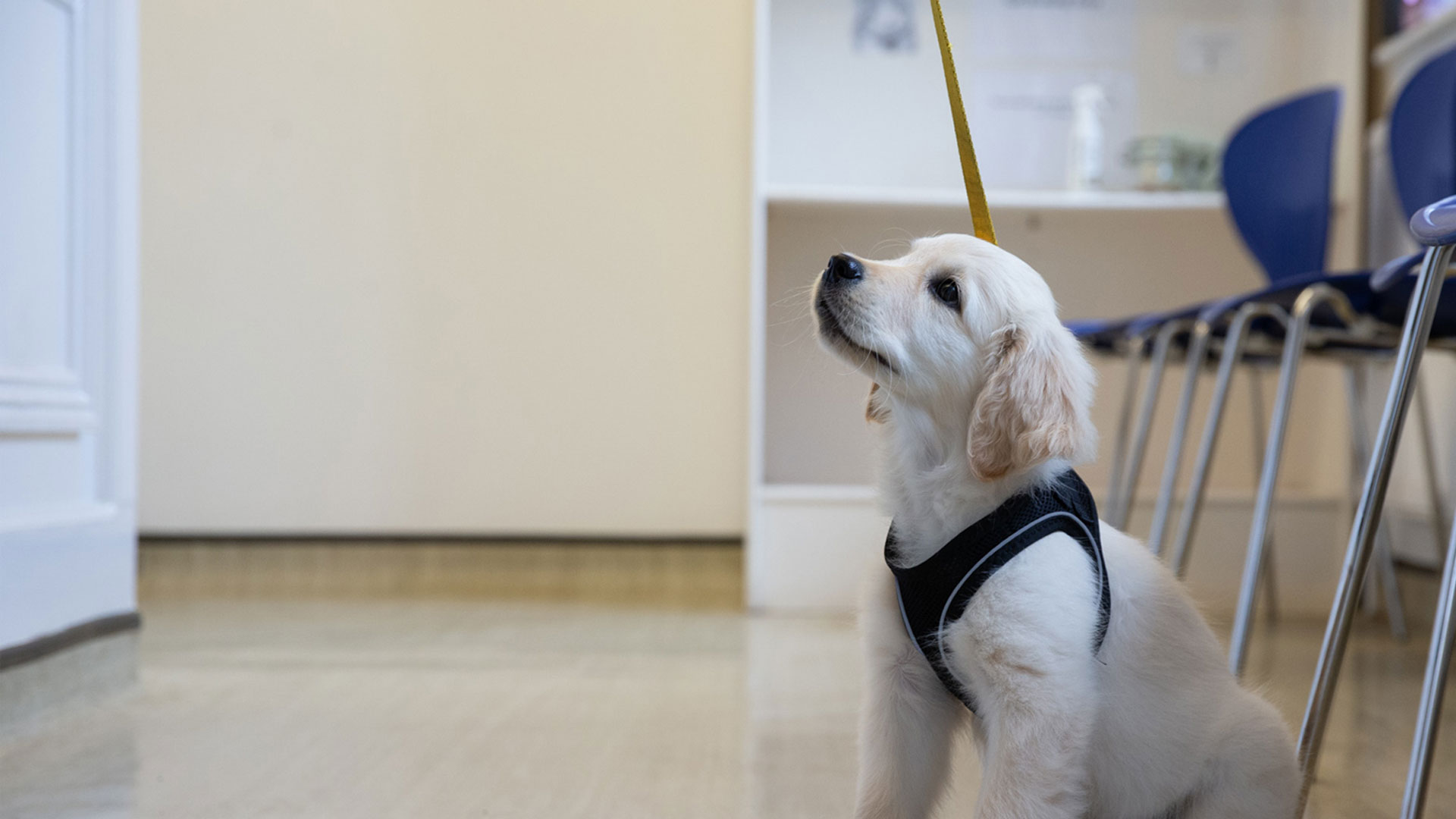 Meet the Team | Local Vets in Banchory, Aboyne and Torphins - Woodside Vets